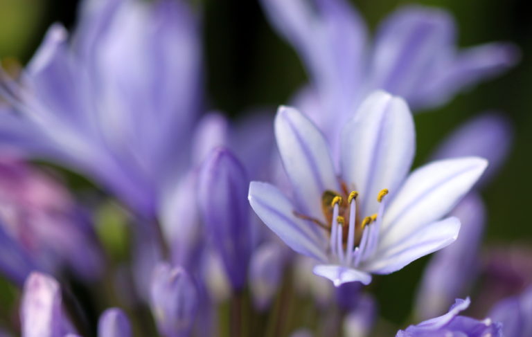 Everything You Need to Know About Agapanthus Plants | Mulches and More
